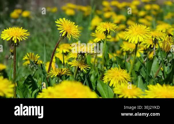 Beautiful bright yellow dandelions flowers on green meadow on sunny ...
