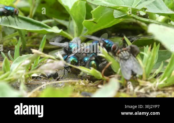 Locked down macro footage captures a cluster of iridescent green ...