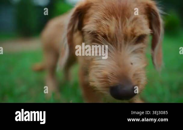 cute domestic dog searching for food in grass at yard, cute domestic ...