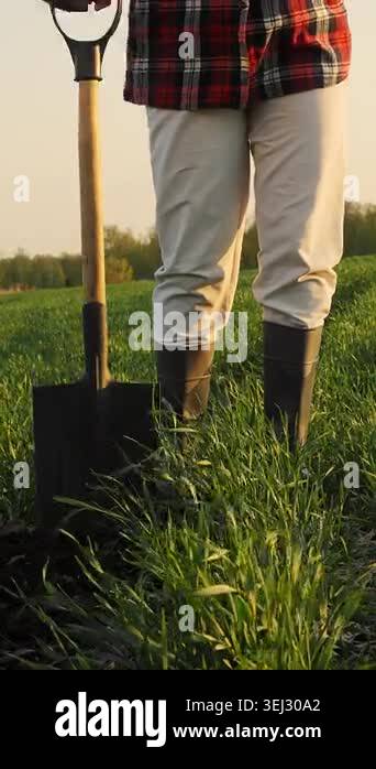 Close up of farmer placing shovel into soil in green agricultural field ...