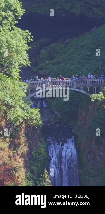 People walking on a bridge surrounded by lush green trees in a scenic ...