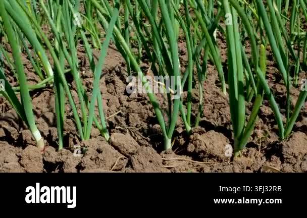 Green onion stems growing in a garden bed outdoors. Concept of organic ...