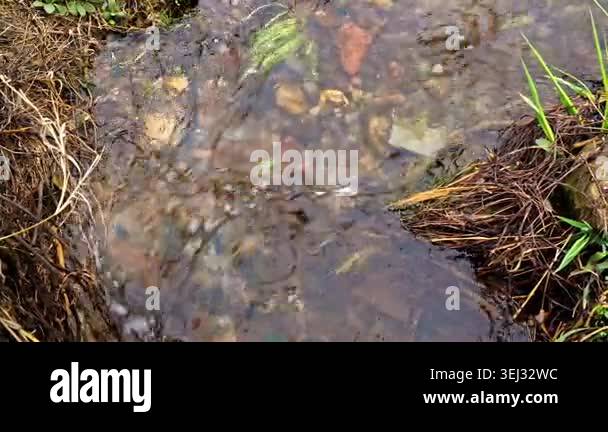 Top view of clear transparent water flowing in small natural stream ...