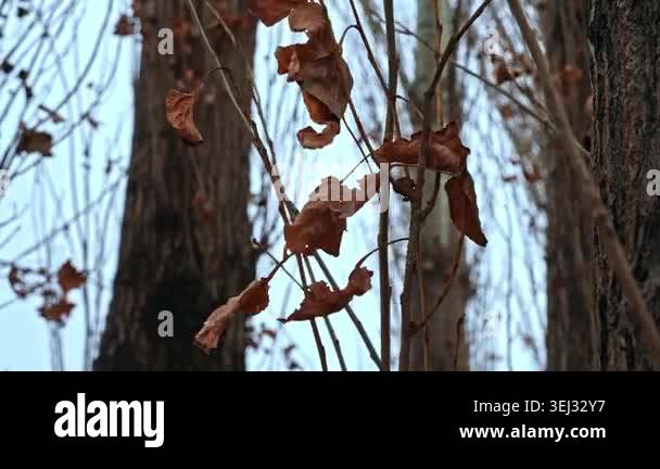 Dry poplar leaves moving in wind against tree trunks in late autumn ...