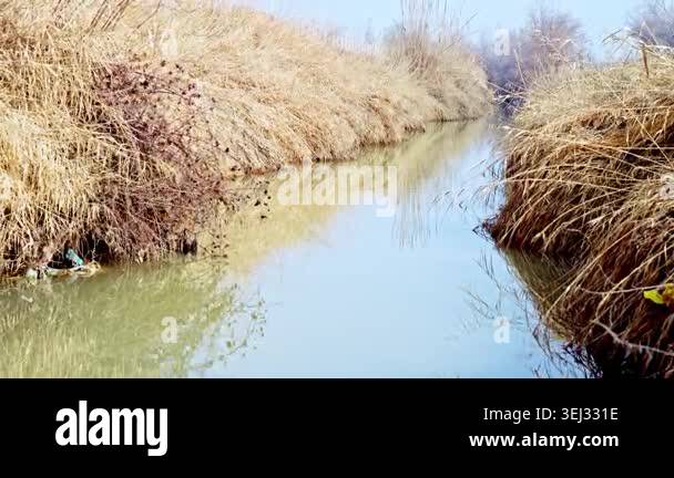 Calm river or canal in rural area with dry reed and grass along both ...