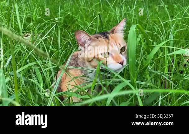 A calico cat sits in the thick green grass, sniffing the plants, and ...