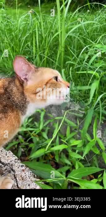 A close-up of a tricolor street cat eating grass leaves in nature Stock ...