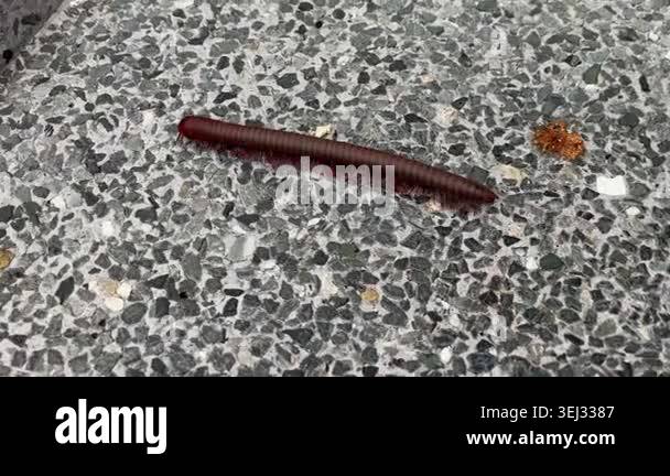 A large millipede (Diplopoda) crawls across a textured concrete surface ...