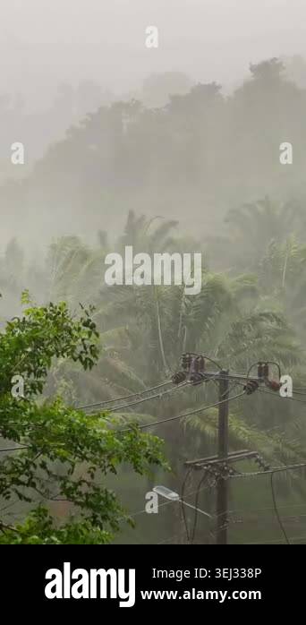Heavy rain during the monsoon season blankets palm trees and tropical ...
