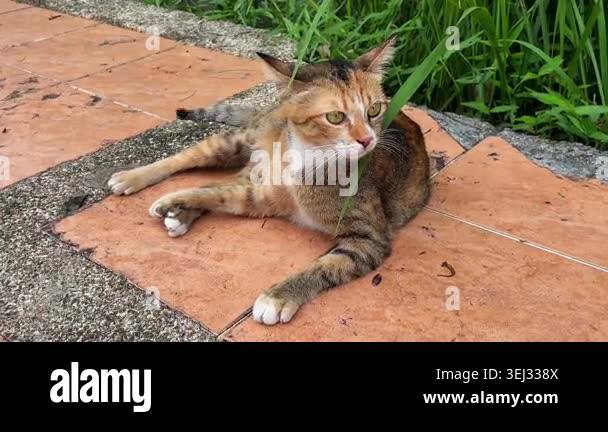A calico cat lies calmly on the sidewalk, swishing its tail against the ...