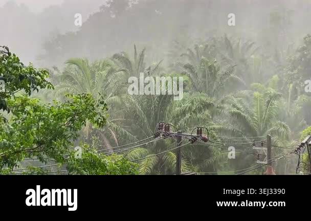 Heavy tropical rain falls through dense palm trees and verdant jungle ...