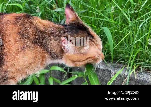 A domestic cat munches on green leaves among tall grass and explores ...