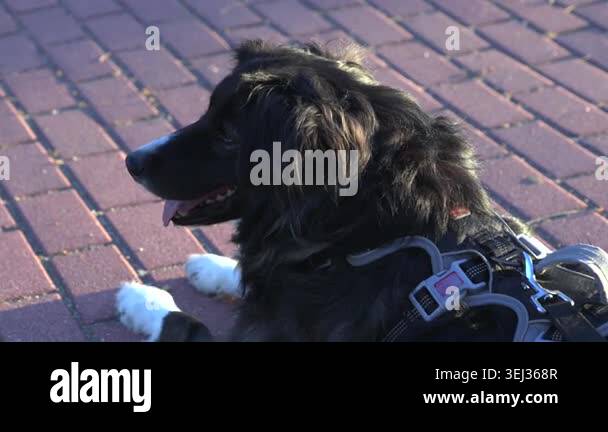 Adorable black and white long-haired dog wearing a harness and panting ...