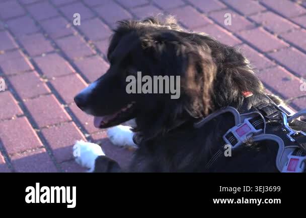 Cute black and white border collie with a harness lying down on a paved ...