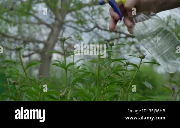 Hand holding a spray bottle gently misting water on green peony plants ...
