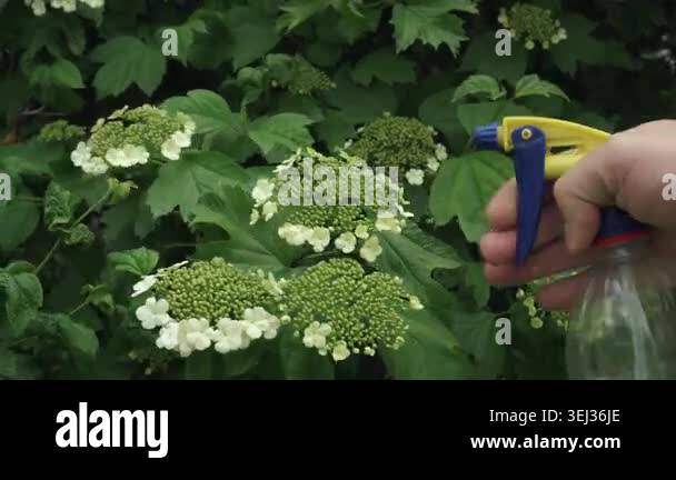 A hand with a sprayer treats green viburnum flowers from pests and ...