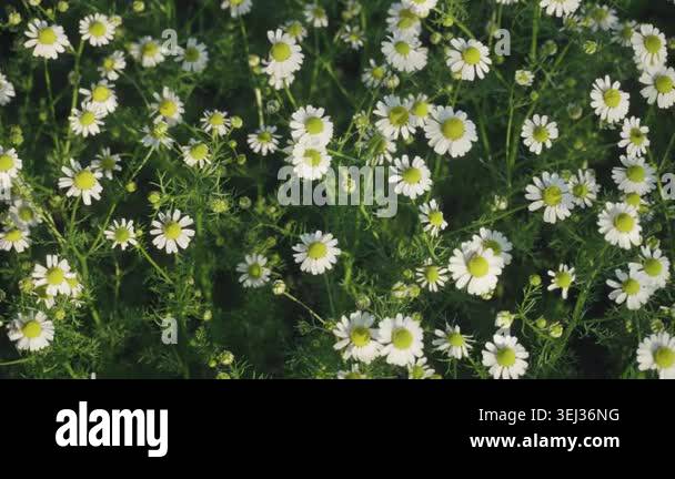 White daisies with yellow centers fill a lush green field, creating a ...