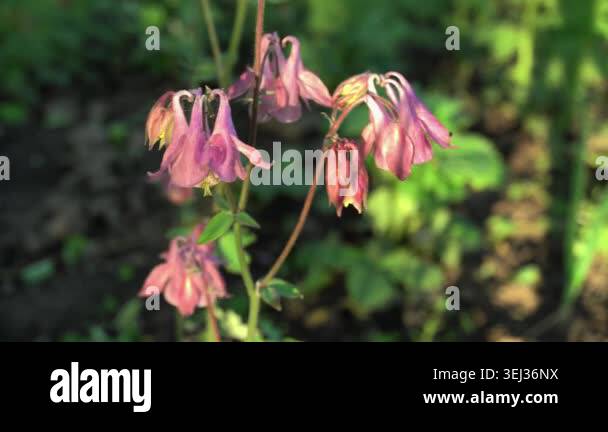 Pink columbine flowers with bell-shaped petals are prominently ...