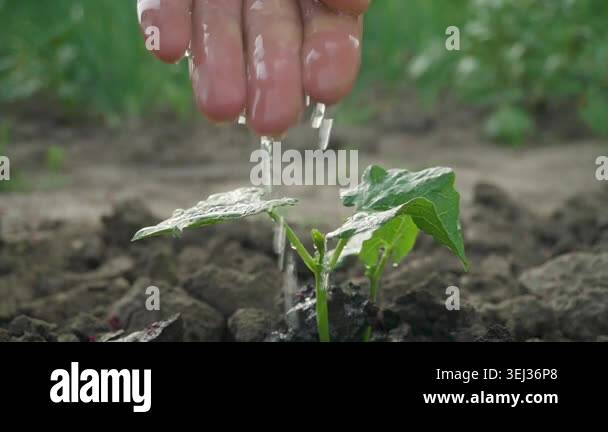 Hand gently pours water onto a small green plant in rich soil ...
