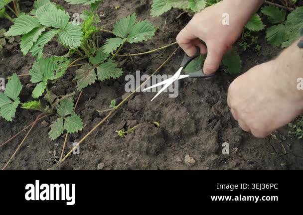 Hands of a person in a garden carefully trimming strawberry plants with ...