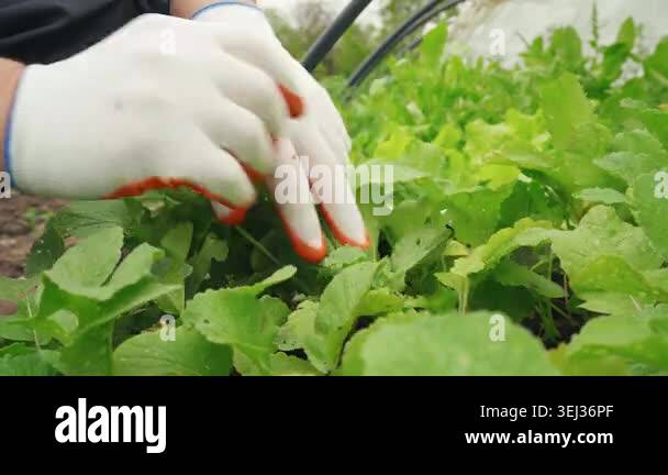 Hands of a man in white gloves gently pull radishes from the soil in a ...