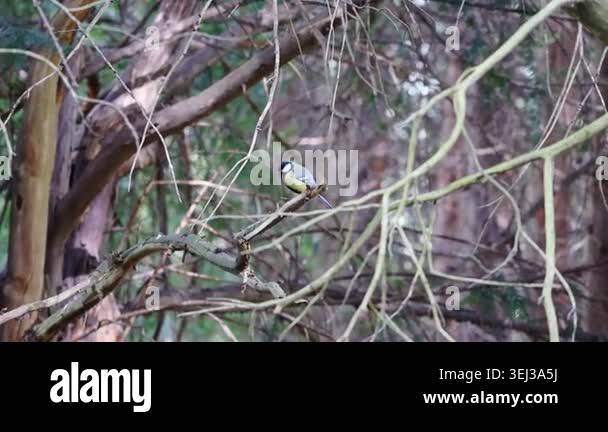 Small bird perched on a branch in a dense forest, surrounded by ...
