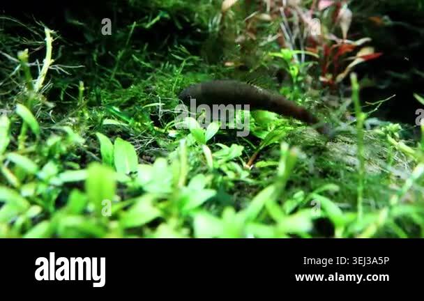 Freshwater fish swimming through lush aquatic plants in a vibrant ...