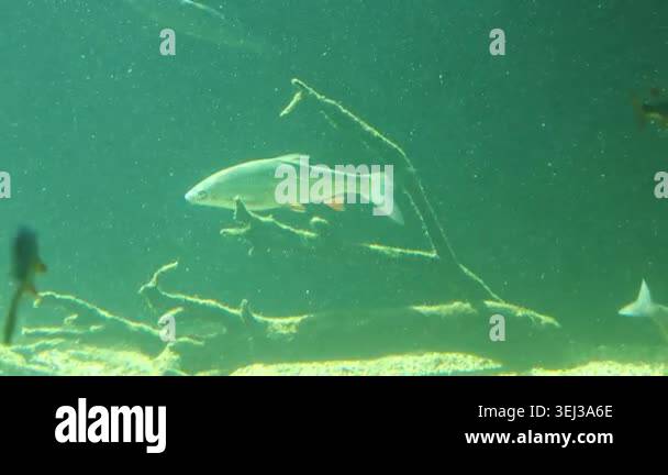 Underwater scene featuring a fish swimming past submerged branches and ...