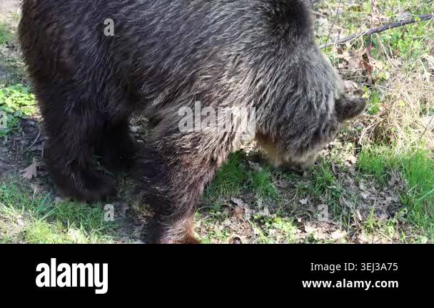 Brown bear forages for food on the forest floor, moving through grass ...