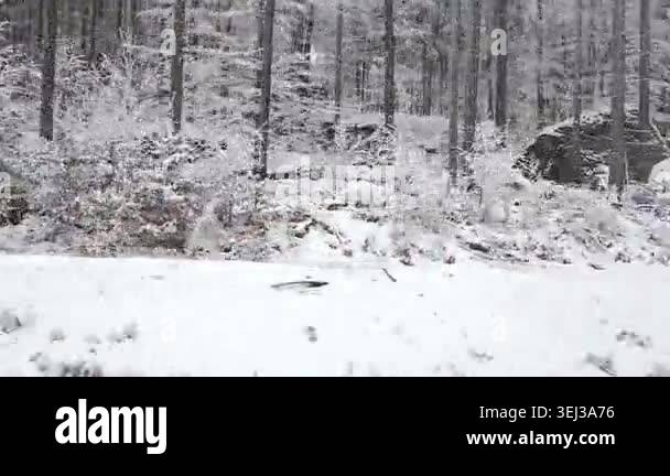 Snow-covered forest landscape with frosted trees and white ground ...