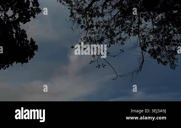 Silhouetted Tree Branches Framing a Moody Blue Sky with Soft Cirrus ...