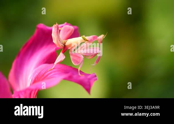 Pink Orchid Mantis rare insects in Thailand and Southeast-Asia Stock ...