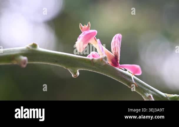 Pink Orchid Mantis rare insects in Thailand and Southeast-Asia Stock ...