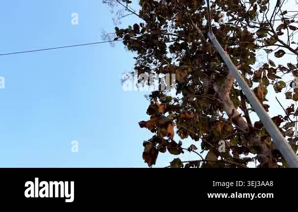 Low Angle Tracking Shot of a Tall Teak Tree with Large Golden Brown ...