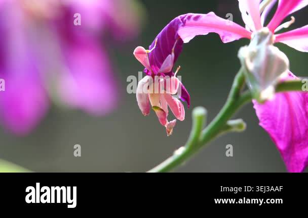 Pink Orchid Mantis rare insects in Thailand and Southeast-Asia Stock ...