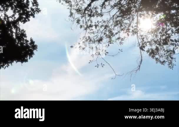 Low Angle View of Sun Shining Through Tree Branches Creating a Vivid ...