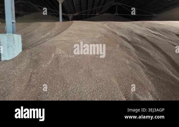 Huge pile of harvested wheat grains inside a large agricultural ...