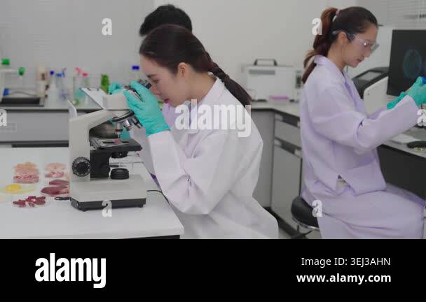 The laboratory is arranging cultured muscle cell structures within a ...