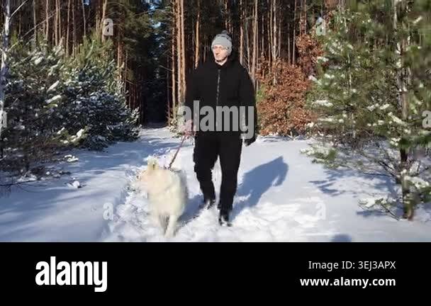 A man and a white Swiss Shepherd dog walk along a snowy forest path on ...