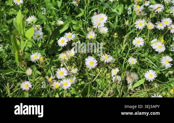White field daisies. Chamomile flowers blooming in grass. Pleasant ...