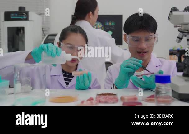 The laboratory is arranging cultured muscle cell structures within a ...