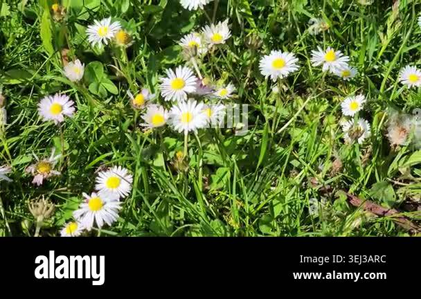 White field daisies. Chamomile flowers blooming in grass. Pleasant ...