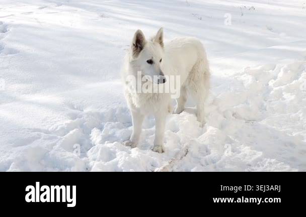 Beautiful White Swiss Shepherd dog standing on fresh white snow in ...