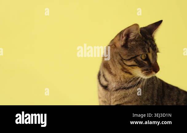 A tabby cat looks sideways on a yellow studio background indoors. Calm ...