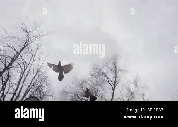 Low angle shot of pigeons flying across a pale cloudy sky, framed by ...
