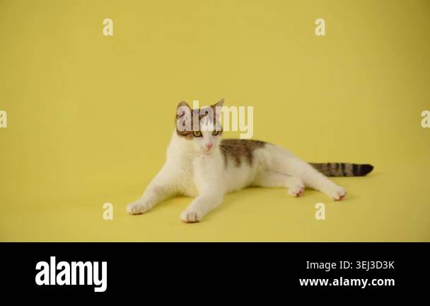 A tabby and white cat plays on a bright yellow studio background. Funny ...