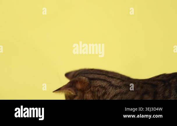 A tabby cat reaches paw upward on a yellow studio background. Funny ...