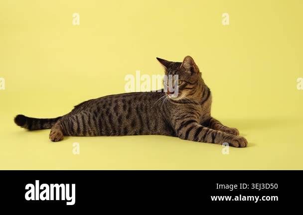 A tabby cat relaxes on a yellow studio background indoors. Soft ...
