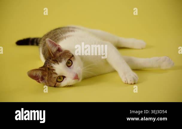 A tabby and white cat stretches on a bright yellow studio background ...