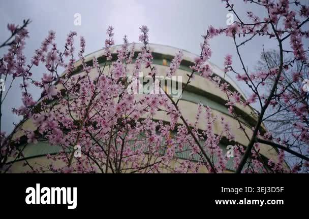 Low angle close up of delicate pink cherry blossom or ornamental plum ...